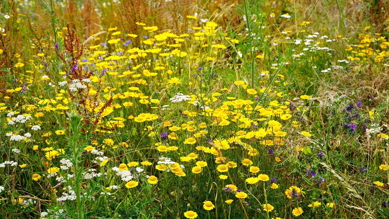 4.000+ kostenlose Wiesenblumen und Natur-Bilder - Pixabay