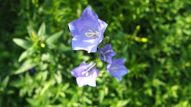 Fleurs Cloche Macro - Photo gratuite sur Pixabay - Pixabay