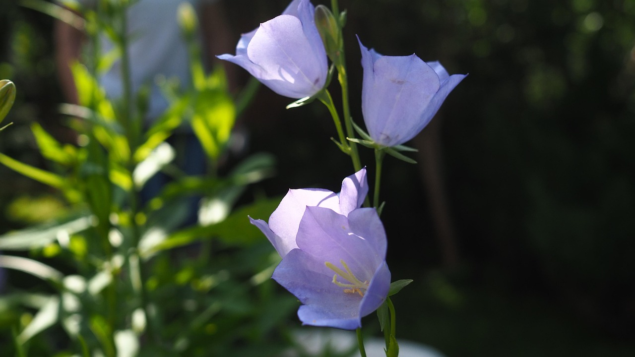 Цвветы Cloche Plante - Photo gratuite sur Pixabay - Pixabay