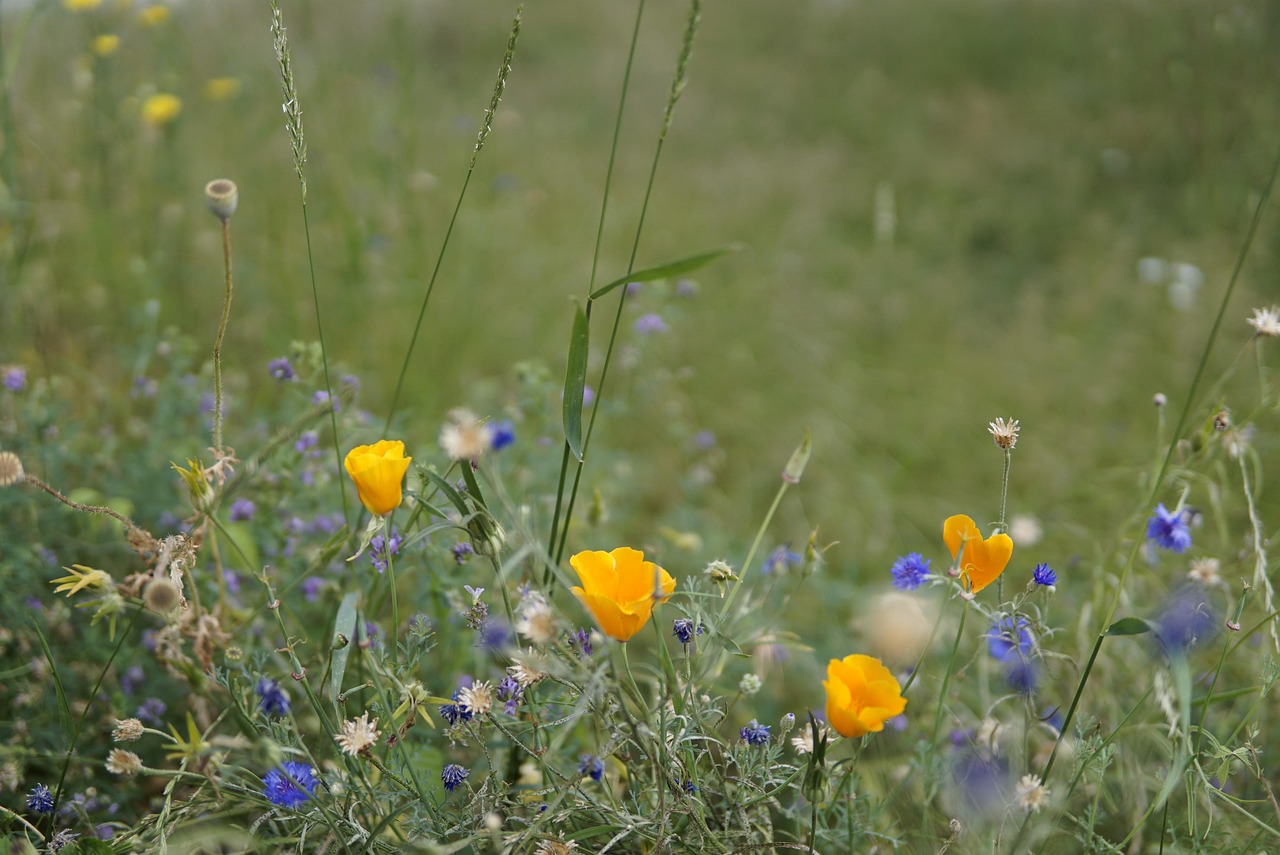 Wildflower Meadow Wildflowers - Free photo on Pixabay - Pixabay