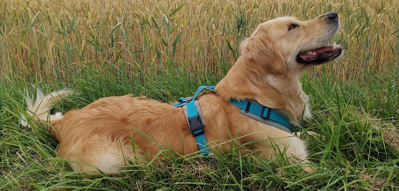 Jenis Anjing Golden Retriever - Foto gratis di Pixabay - Pixabay