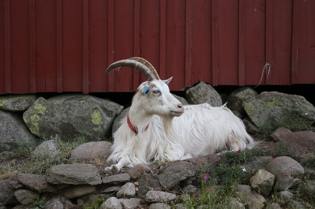 Goat Nanny Antlers - Free photo on Pixabay - Pixabay