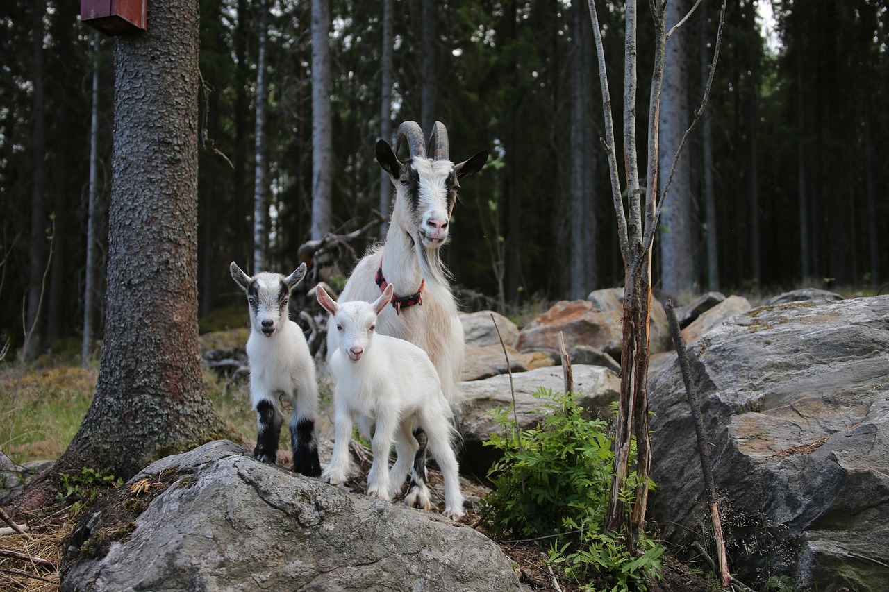 Free Goat Pictures and Images - Download 4,000+ High Quality Goat Pics ...