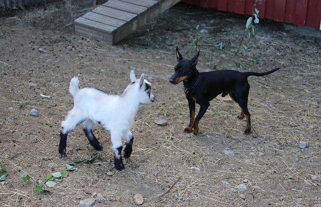 Goat Dog Kid - Free photo on Pixabay - Pixabay