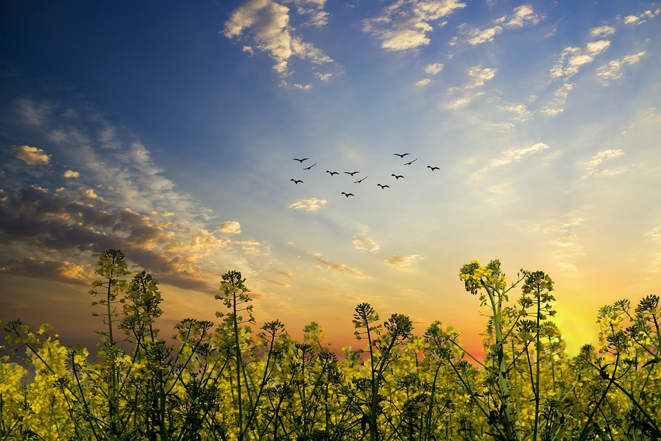 Oilseed Rape Plant Yellow Field Of - Free photo on Pixabay