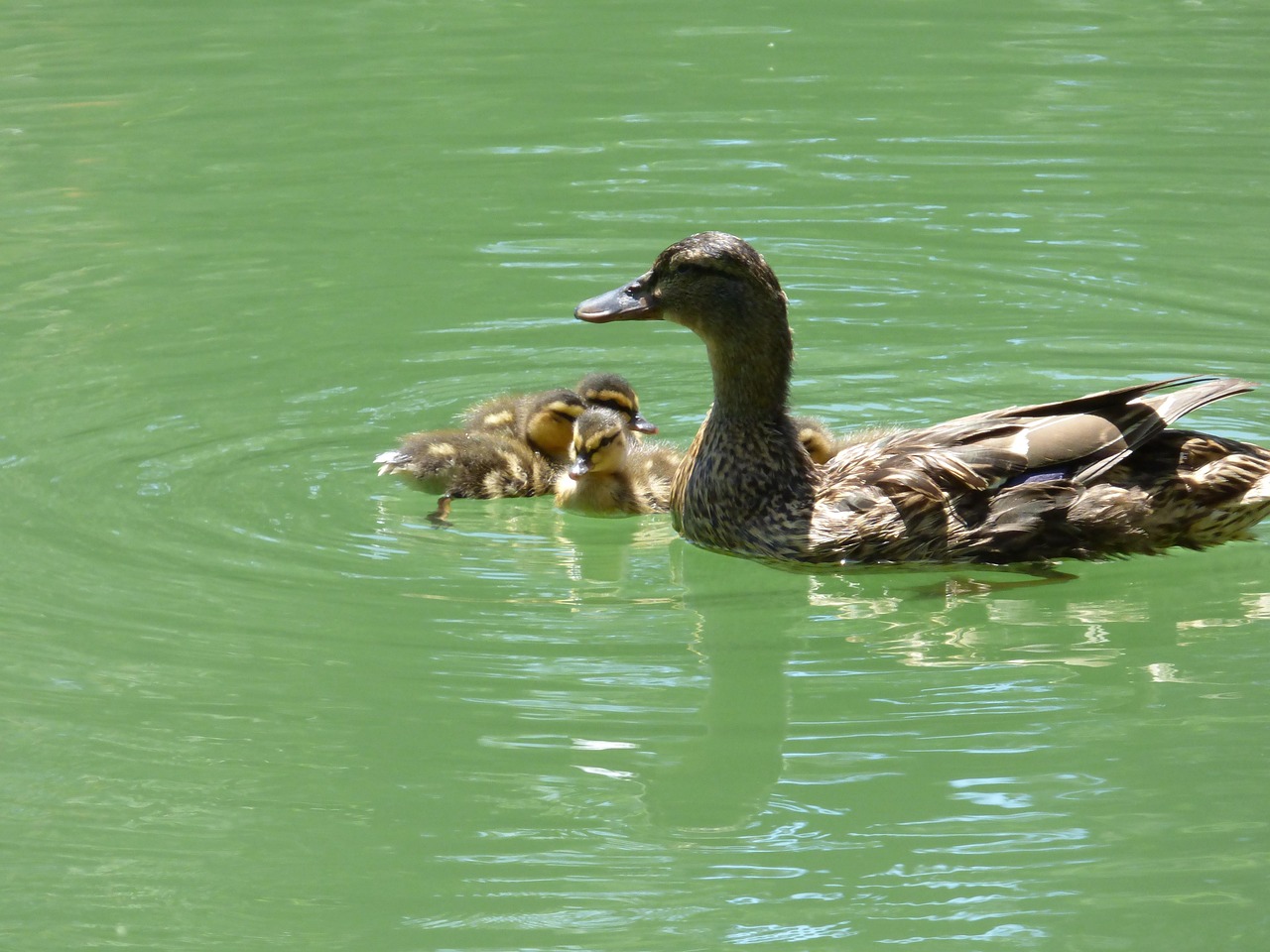 Patos Natureza Pato Bebê - Foto gratuita no Pixabay - Pixabay
