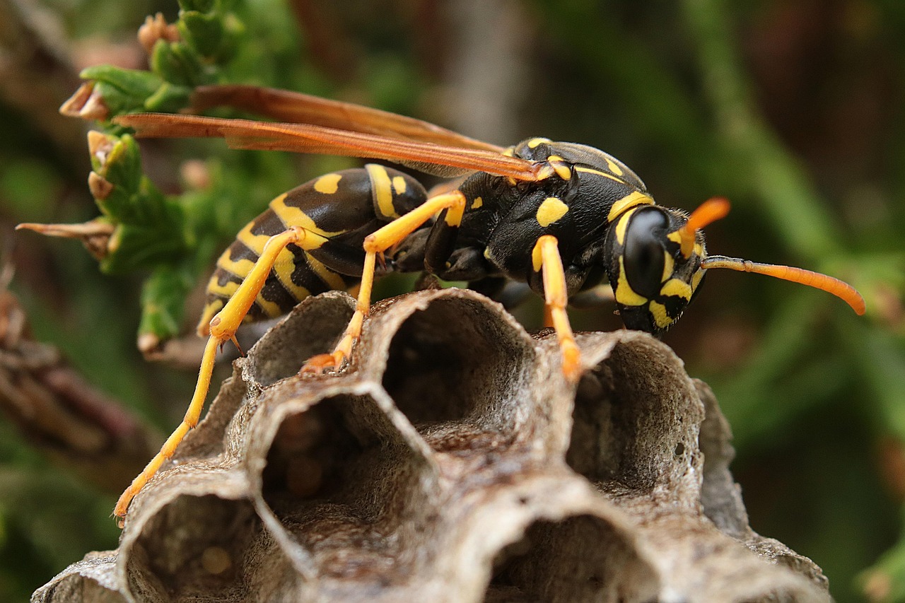 2 000 Free Wasps Insect Images Pixabay 2 000 Free Wasps Insect Images Pixabay