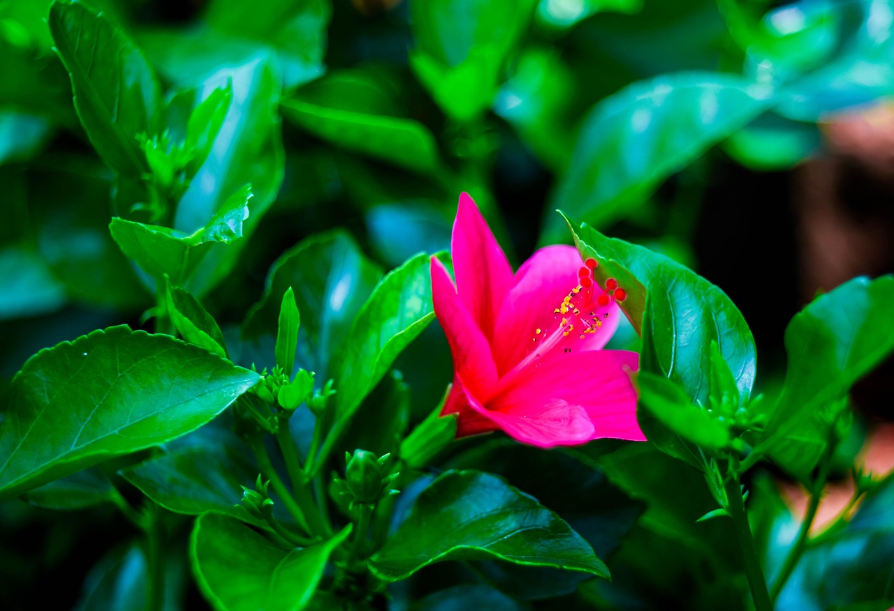 Rosa Flor Natural Naturaleza - Foto gratis en Pixabay - Pixabay