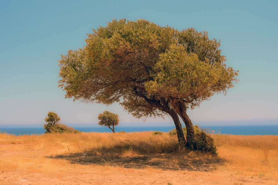 Tree Landscape Scenery - Free photo on Pixabay
