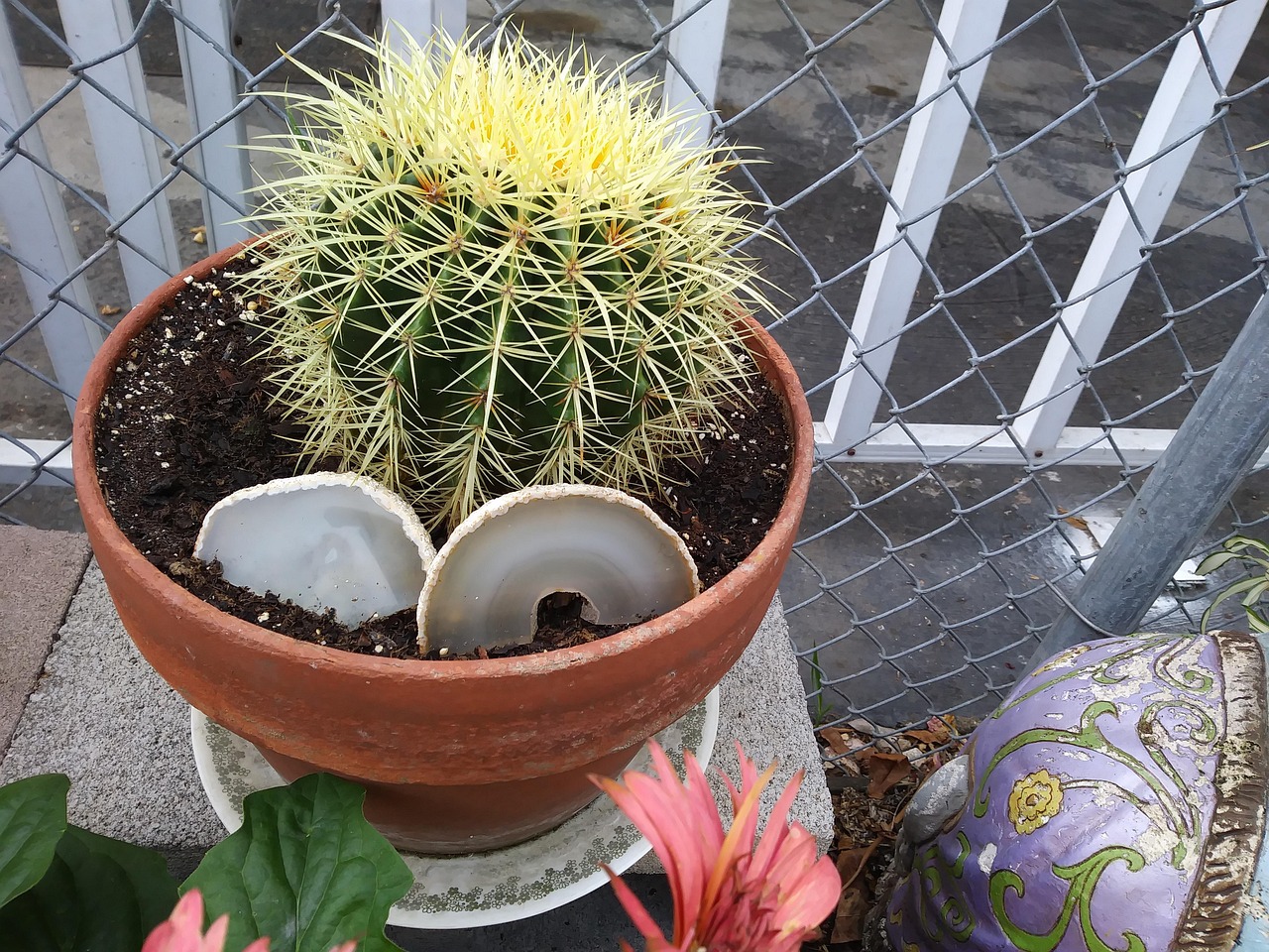 Cactus Fleur Succulent - Photo gratuite sur Pixabay - Pixabay Cactus Fleur Succulent - Photo gratuite sur Pixabay - Pixabay