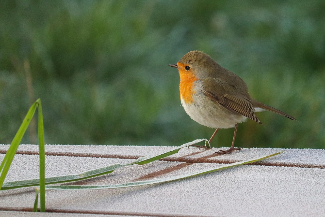 Red Throat Bird Nature - Free photo on Pixabay