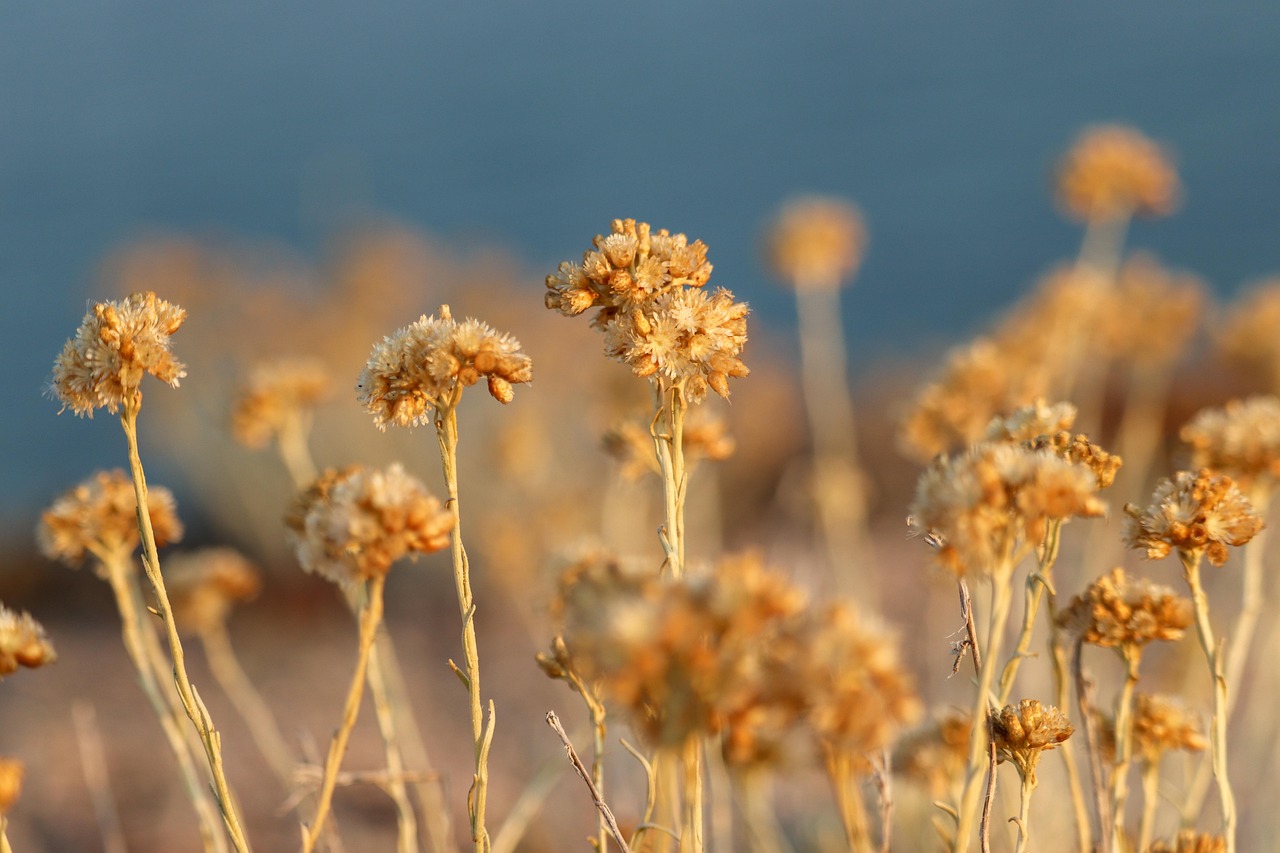 400,000+ Free Sunlight Flowers & Sunlight Images - Pixabay