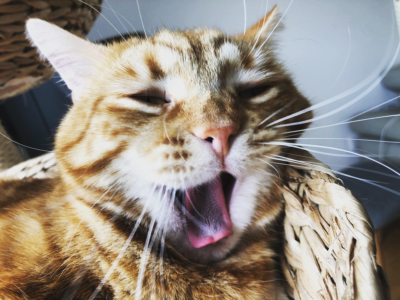 Katze Kätzchen Gustaf - Free photo on Pixabay - Pixabay