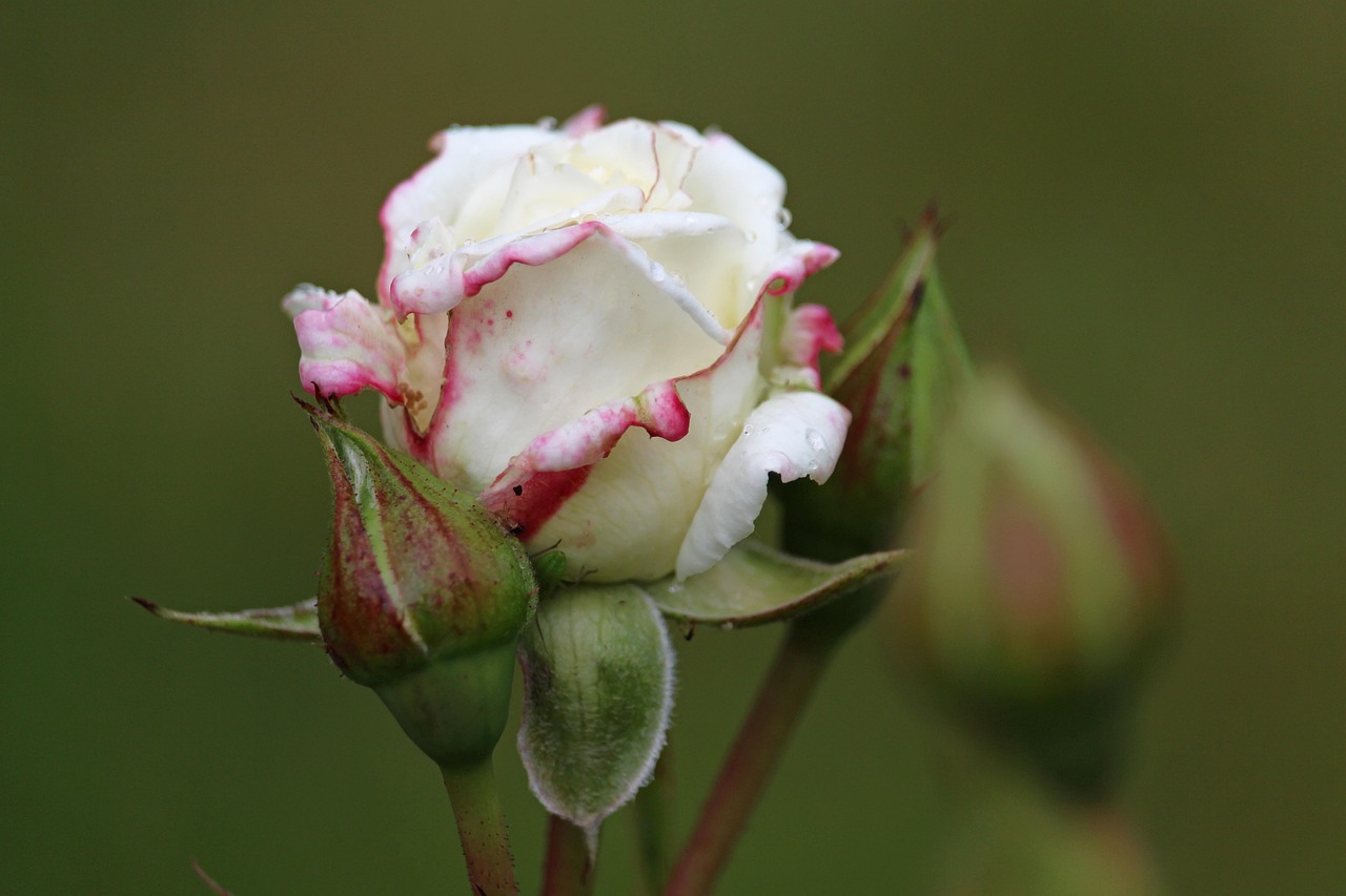 Rose Blanche Fleur - Photo gratuite sur Pixabay - Pixabay