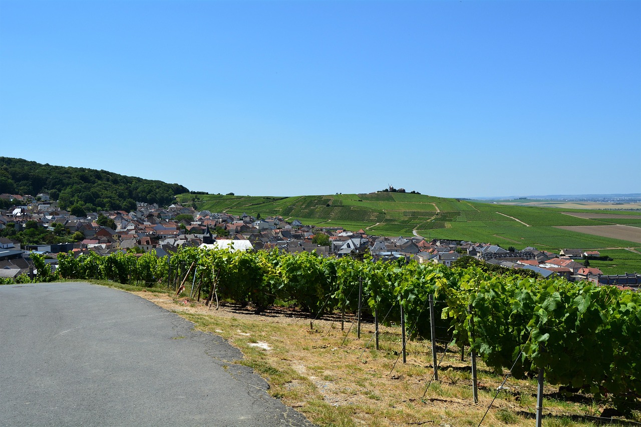 Vignes Reims France - Photo gratuite sur Pixabay - Pixabay