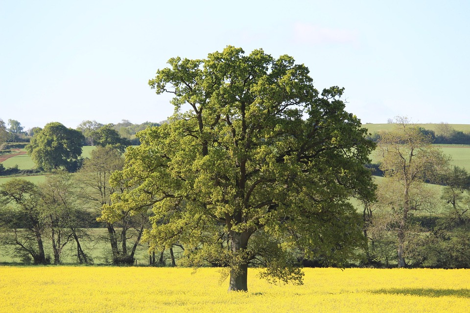Countryside Oak Tree - Free photo on Pixabay - Pixabay