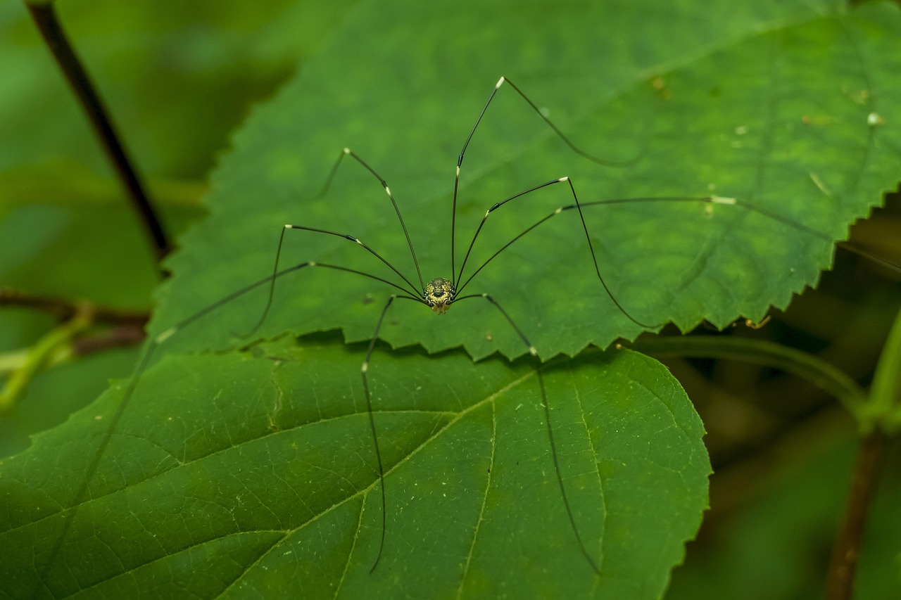 200+ Free Langbein Edderkopp & Nature Images - Pixabay