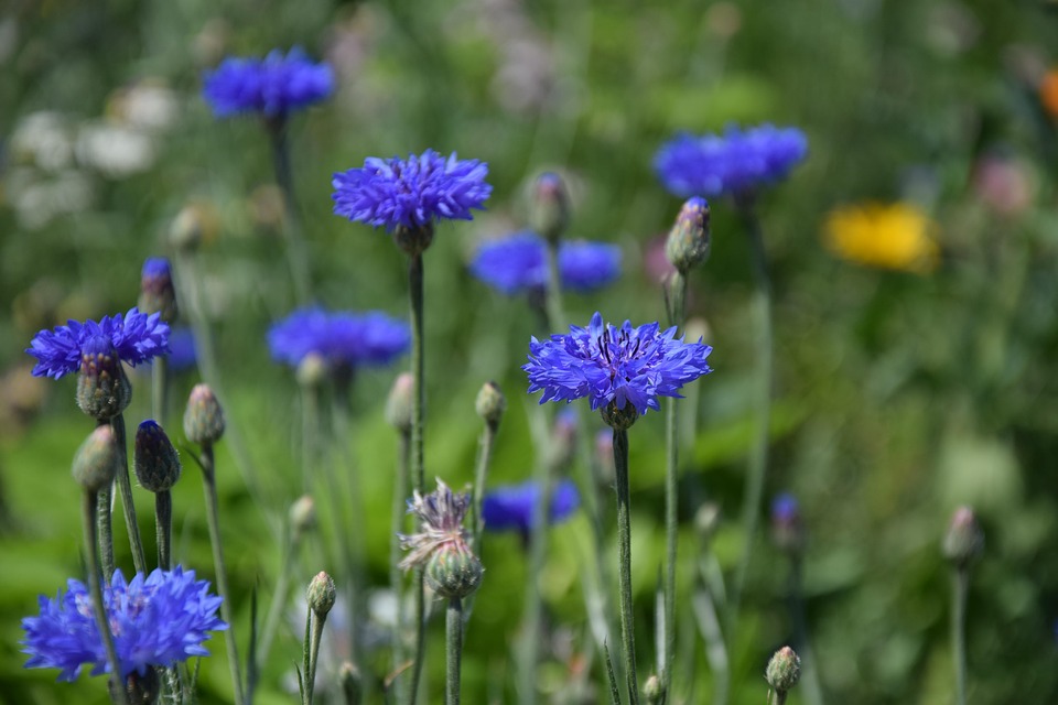 Wilde Blume Lila Blumen - Kostenloses Foto auf Pixabay - Pixabay