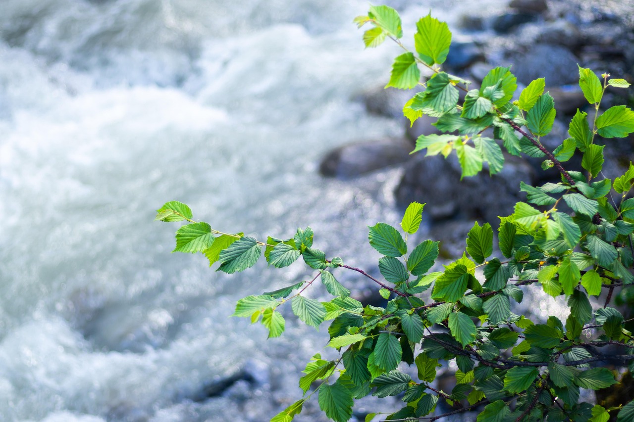 Leaves Stream Water - Free photo on Pixabay - Pixabay