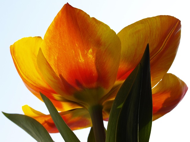 Tulipa Sol Primavera - Foto gratuita no Pixabay