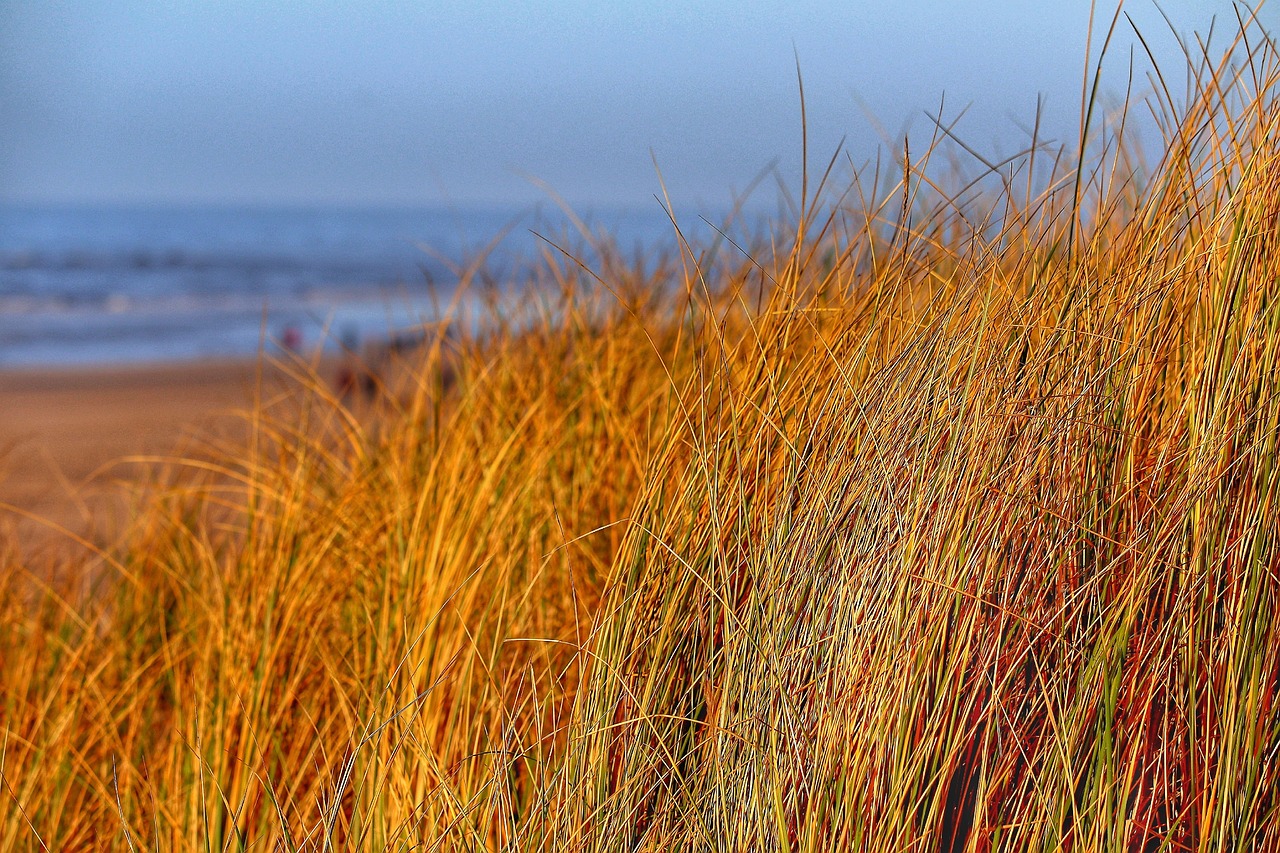 Landscape Beach Grass Sea North - Free photo on Pixabay