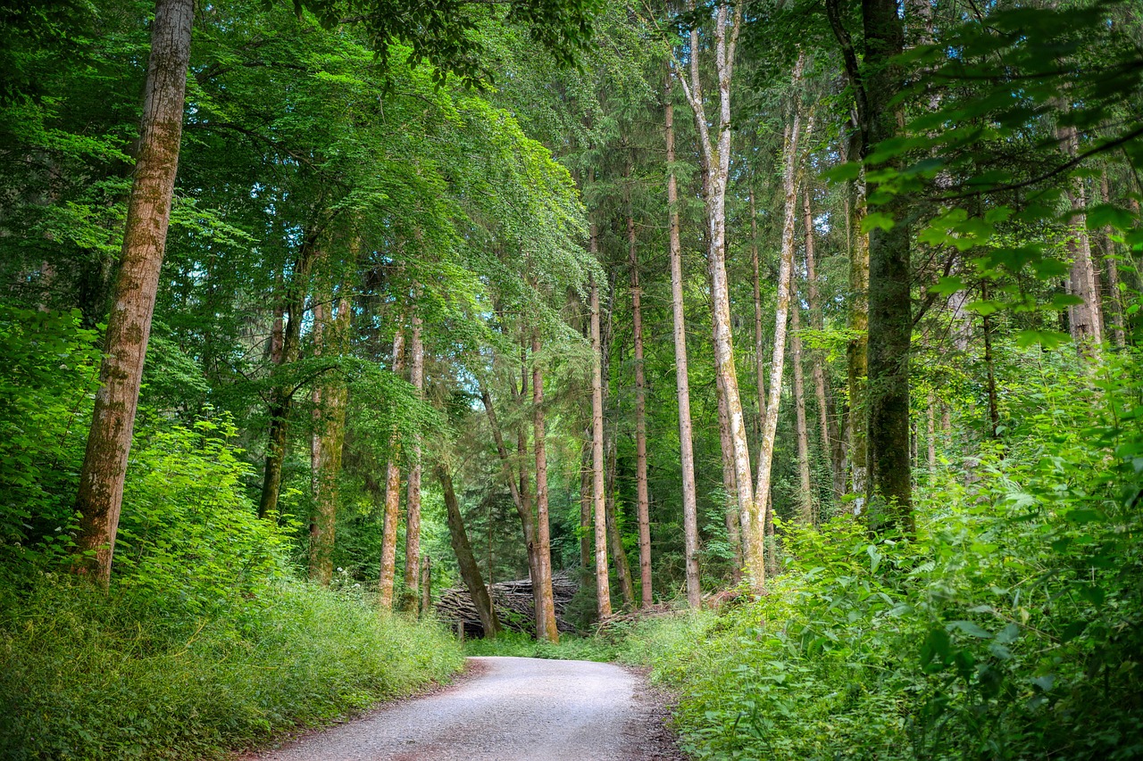 Path Forest Road - Free photo on Pixabay - Pixabay