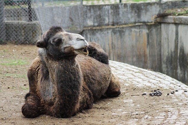 Camel Animal Zoo - Free photo on Pixabay