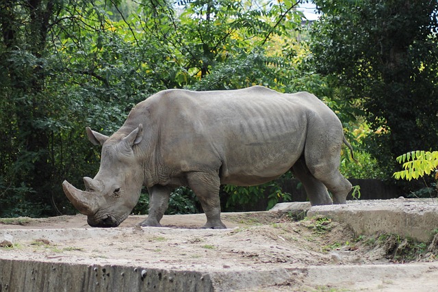Rinoceronte Jardim Zoológico - Foto gratuita no Pixabay - Pixabay