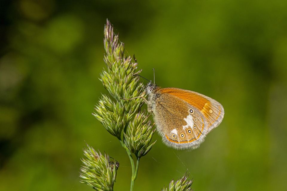 Chestnut Heath Coenonympha - Free photo on Pixabay