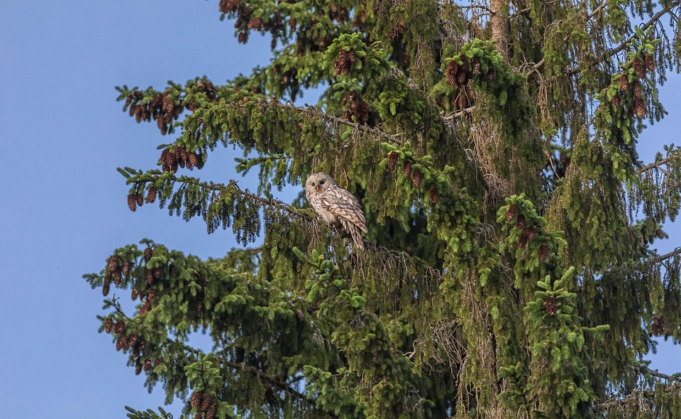 Ural Owl Strix Uralensis Bird - Free photo on Pixabay