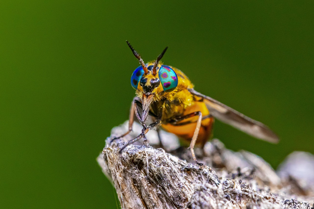 Splayed Deerfly Chrysops - Free photo on Pixabay - Pixabay