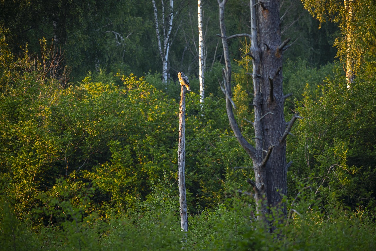 Ural Owl Strix Uralensis Bird - Free photo on Pixabay - Pixabay