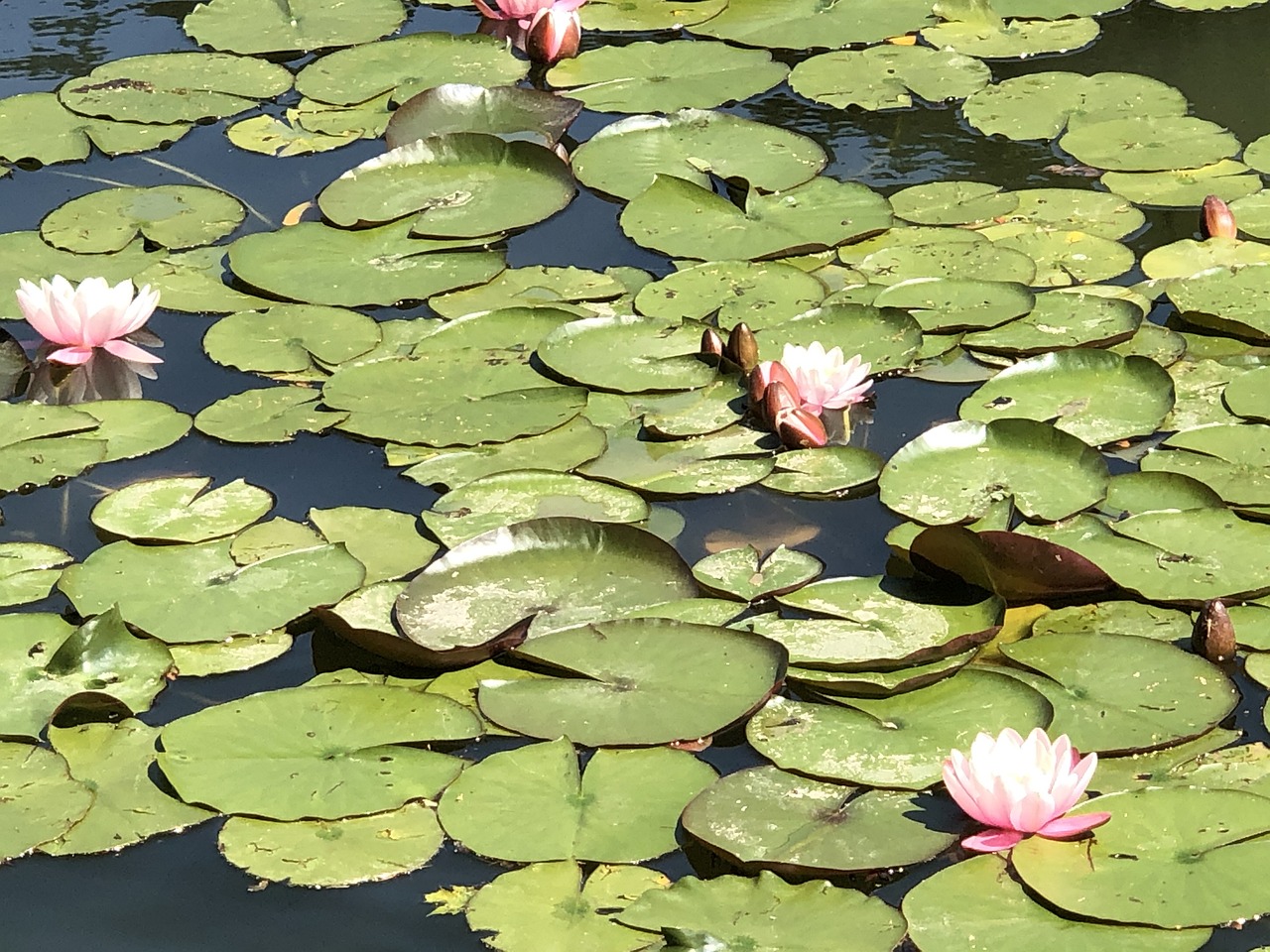 Seerose Wasser Lotus - Kostenloses Foto auf Pixabay - Pixabay