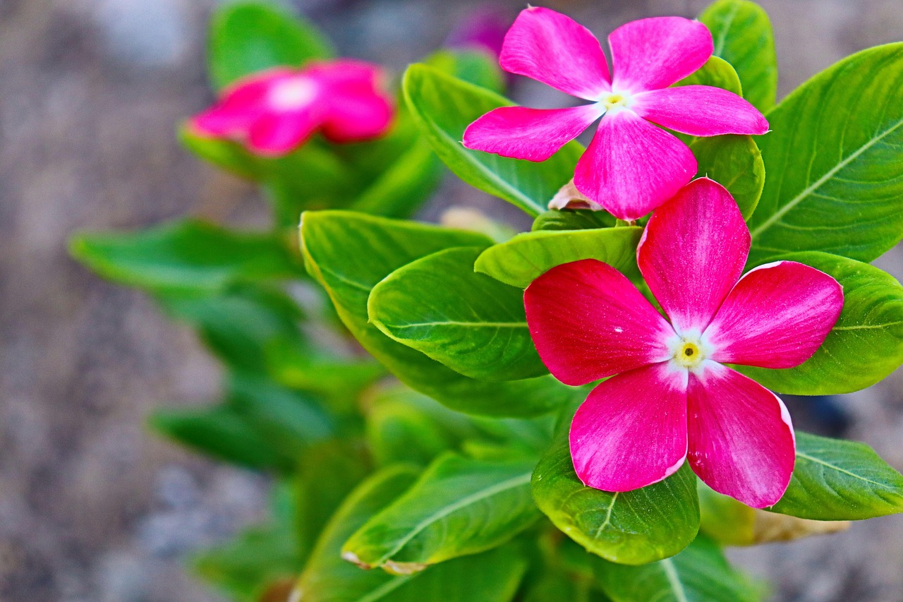 Pink Flowers Doha - Free photo on Pixabay