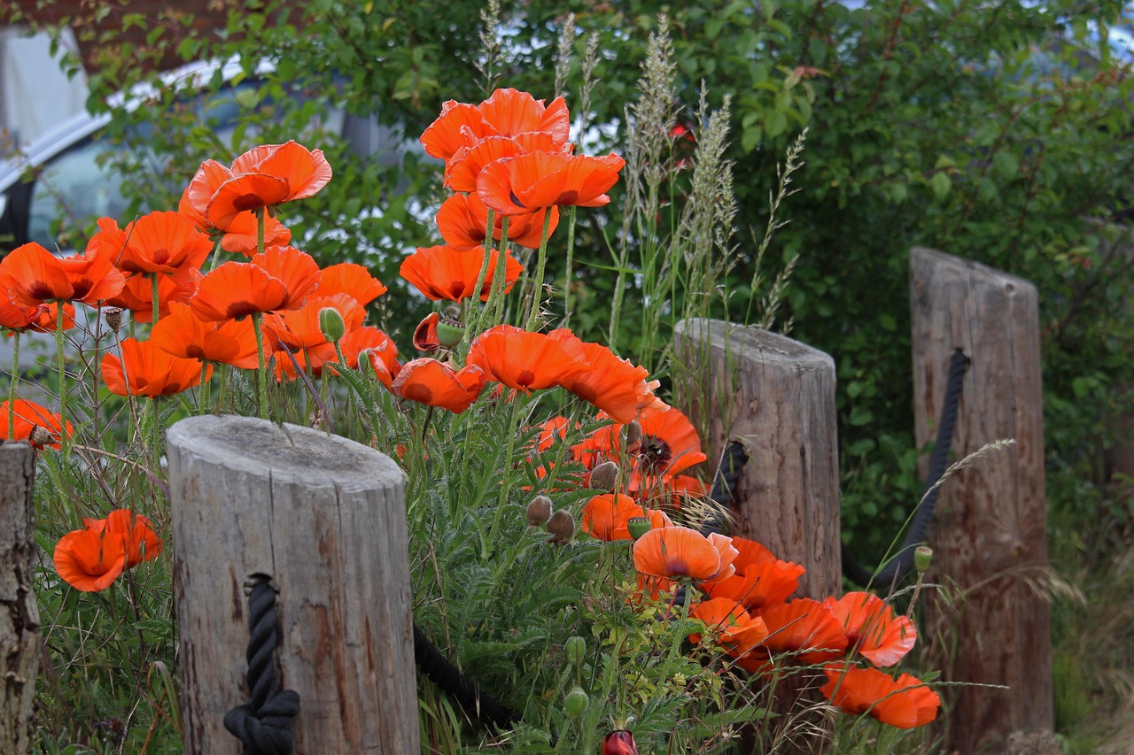Poppies Garden Fence Village - Free photo on Pixabay