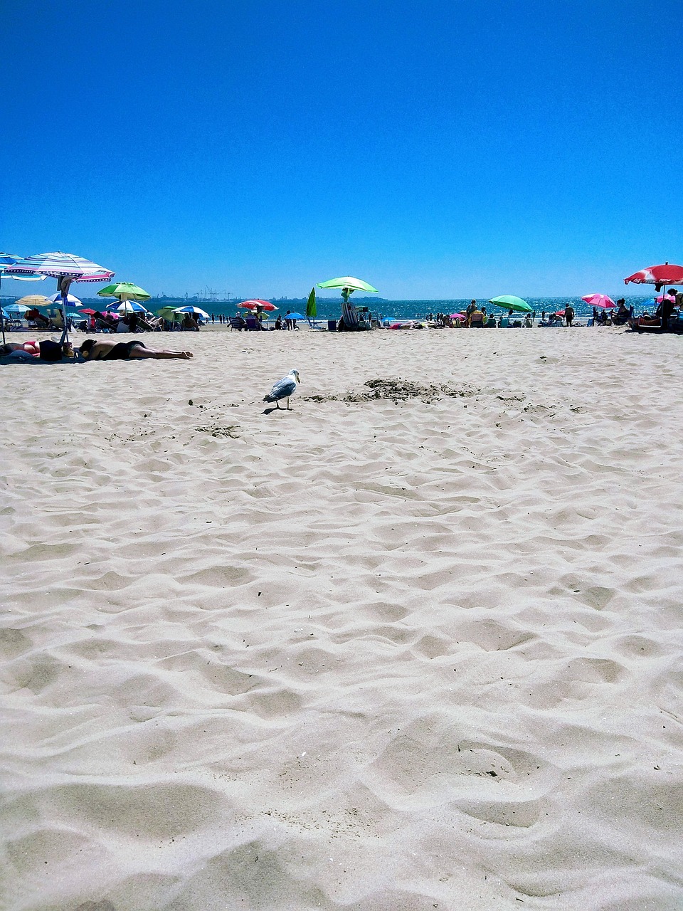 Beach Seagull Bird - Free photo on Pixabay - Pixabay
