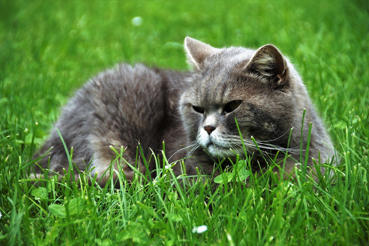 Cat British Blue - Free photo on Pixabay