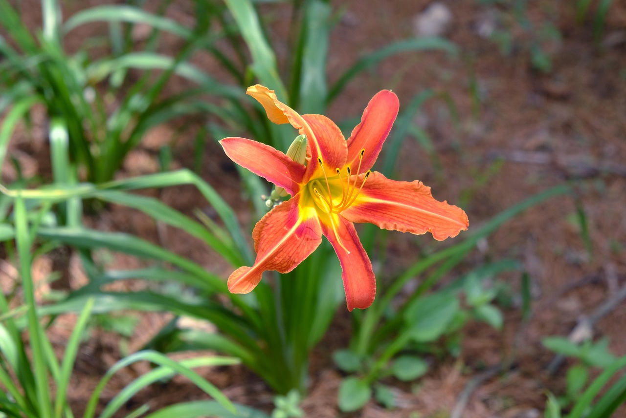 Flor Planta Natural - Foto gratuita no Pixabay - Pixabay