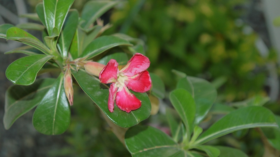 Flower Nature Green - Free photo on Pixabay