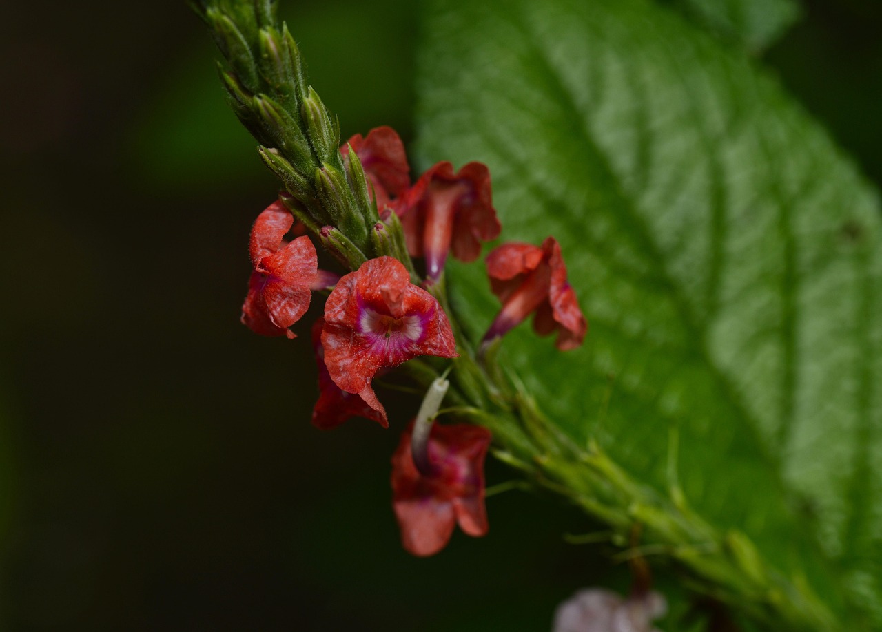 Costa Rica Planta Flor - Foto gratis en Pixabay - Pixabay