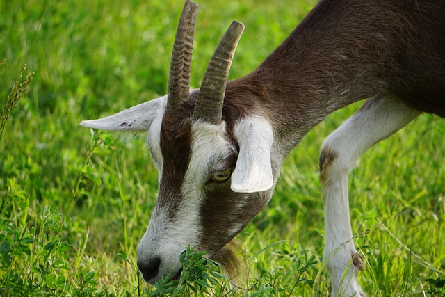 Goat Animal Nature - Free photo on Pixabay