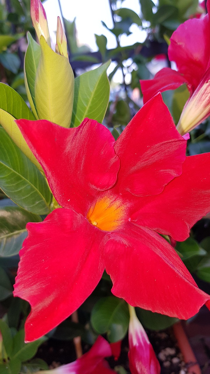 Blumen Rot Pflanze - Kostenloses Foto auf Pixabay - Pixabay