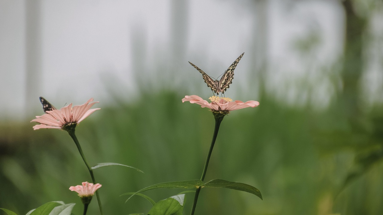 Papillon Fleur Village Le - Photo gratuite sur Pixabay - Pixabay
