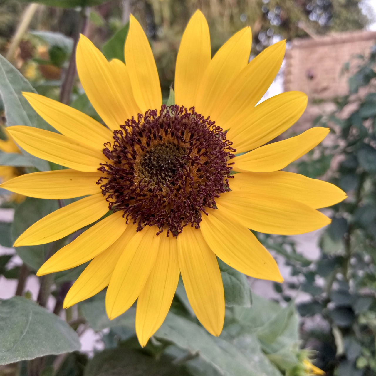 Sunflower Nature - Free photo on Pixabay - Pixabay