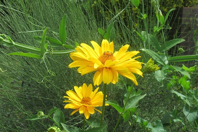 Ojo De Sol Heliopsis Jardín - Foto gratis en Pixabay - Pixabay