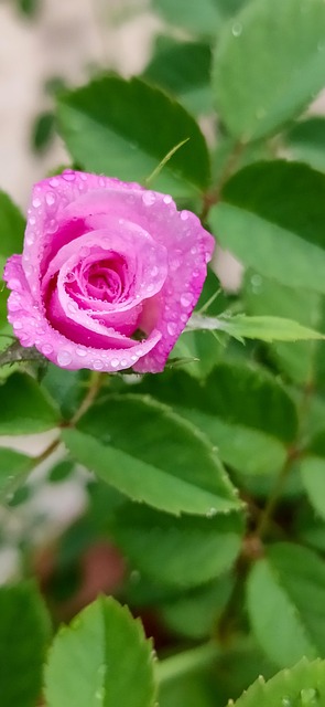 Cute Little Rose Just Real - Free photo on Pixabay - Pixabay