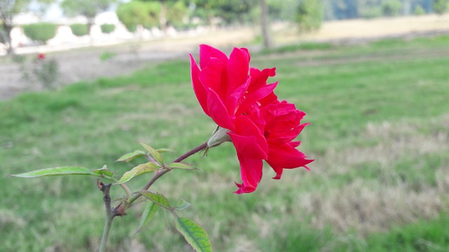 Mawar Gulab Kebun - Foto gratis di Pixabay - Pixabay