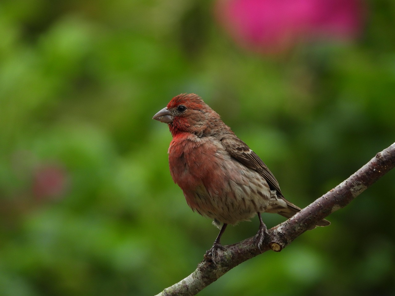 100+ Free House Finch & Nature Images - Pixabay