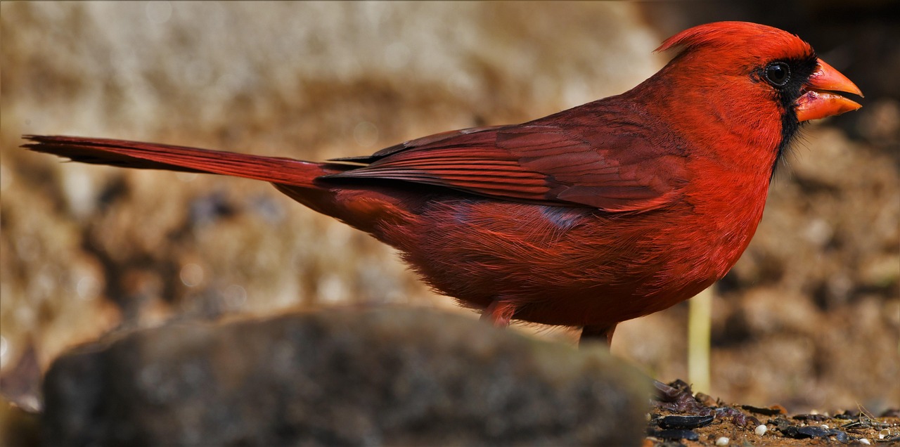 Bird Cardinal Wildlife - Free photo on Pixabay