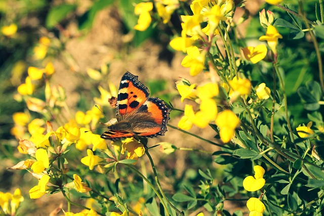 Butterfly Summer Wings - Free photo on Pixabay